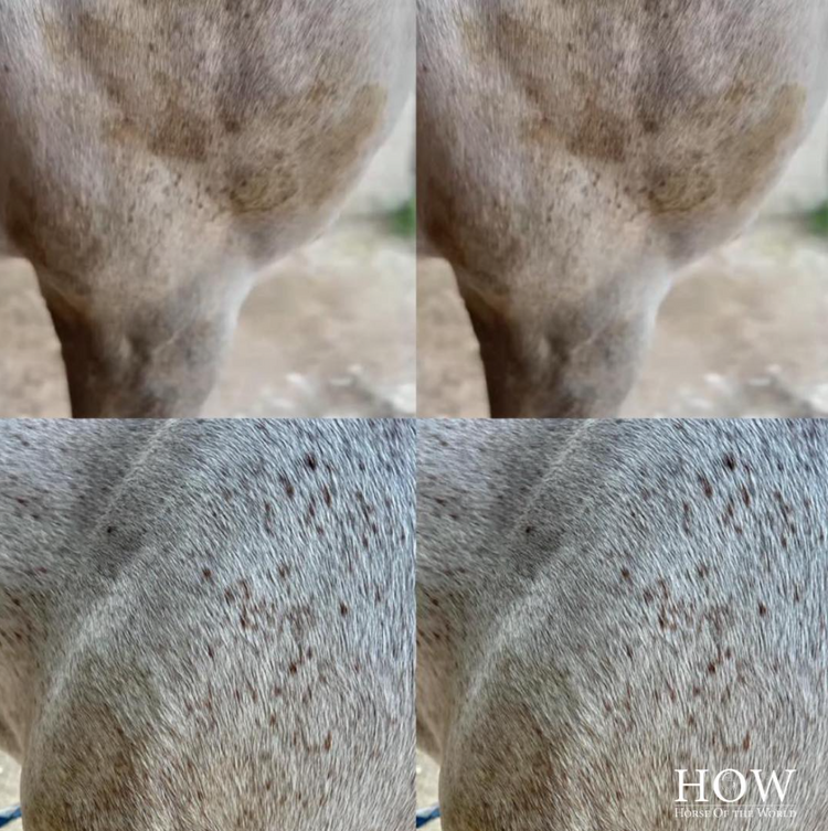 Desert Spray : La Révolution pour un Cheval Blanc Éclatant, Même Après ...